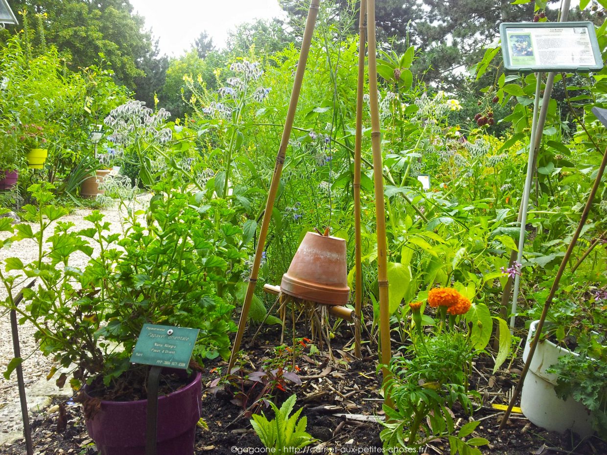 La Capucine Plante • Les plus belles photos par Bonjour Nature