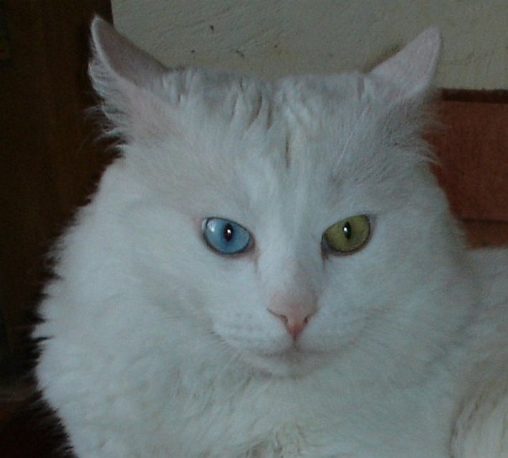 Les Chats Angora • Les plus belles photos par Bonjour Nature