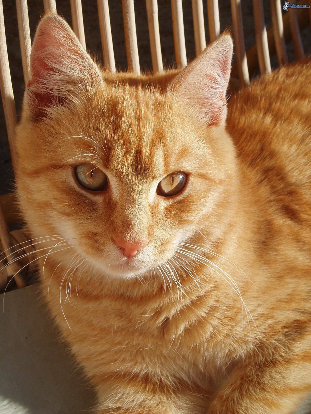 Photo Chat Roux • Les plus belles photos par Bonjour Nature