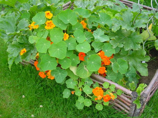 Plantation Capucines • Les plus belles photos par Bonjour Nature